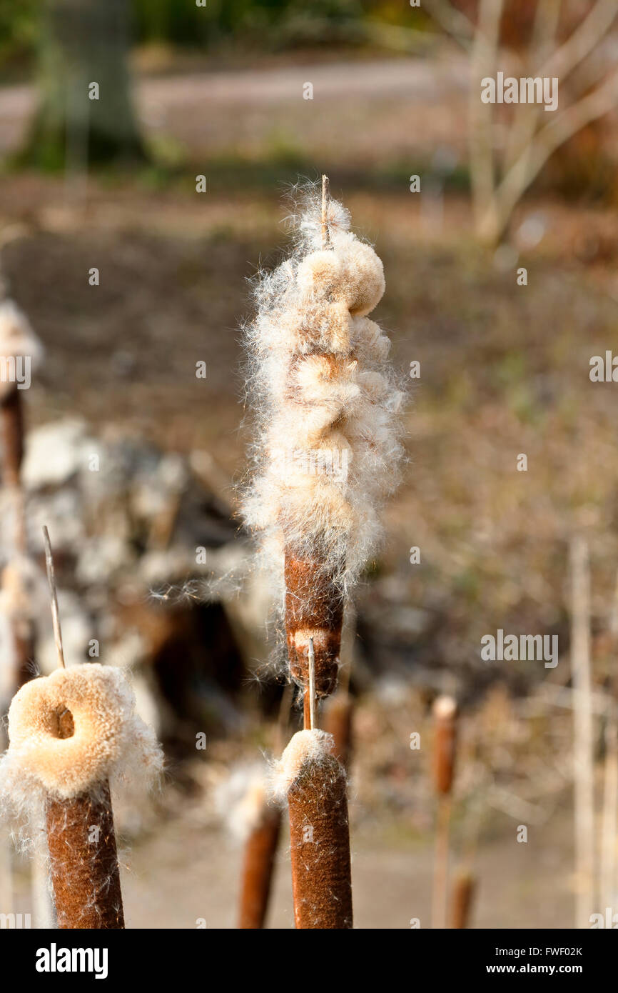 Common bulrush (Typha latifolia), a perennial herbaceous wetland plant ...
