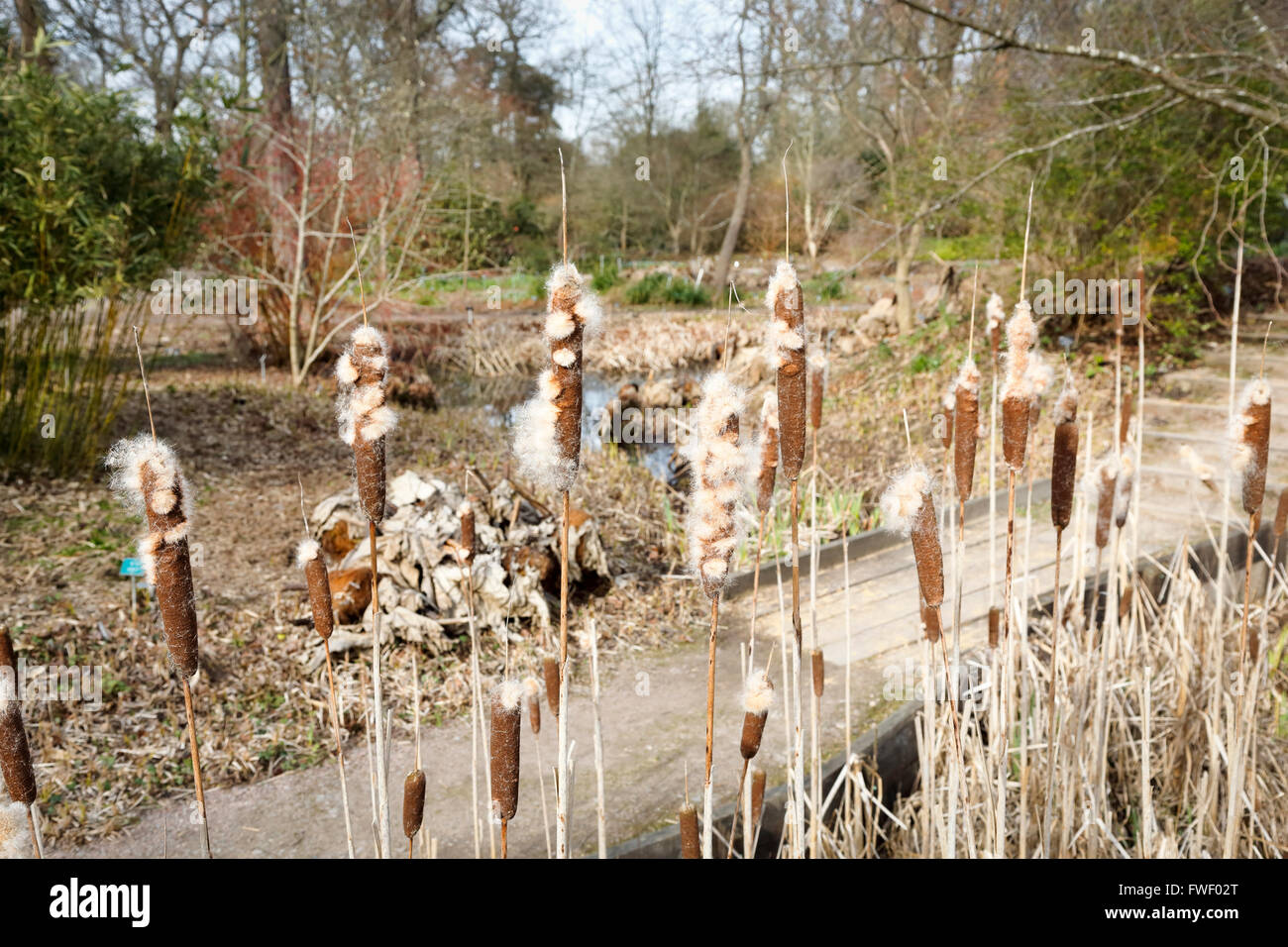 Common bulrush (Typha latifolia), a perennial herbaceous wetland plant ...