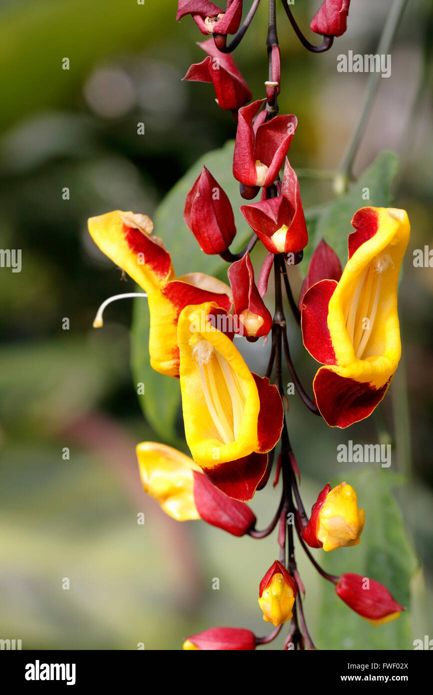 Tropical red and yellow clock vine, Thunbergia mysorensis, growing in ...
