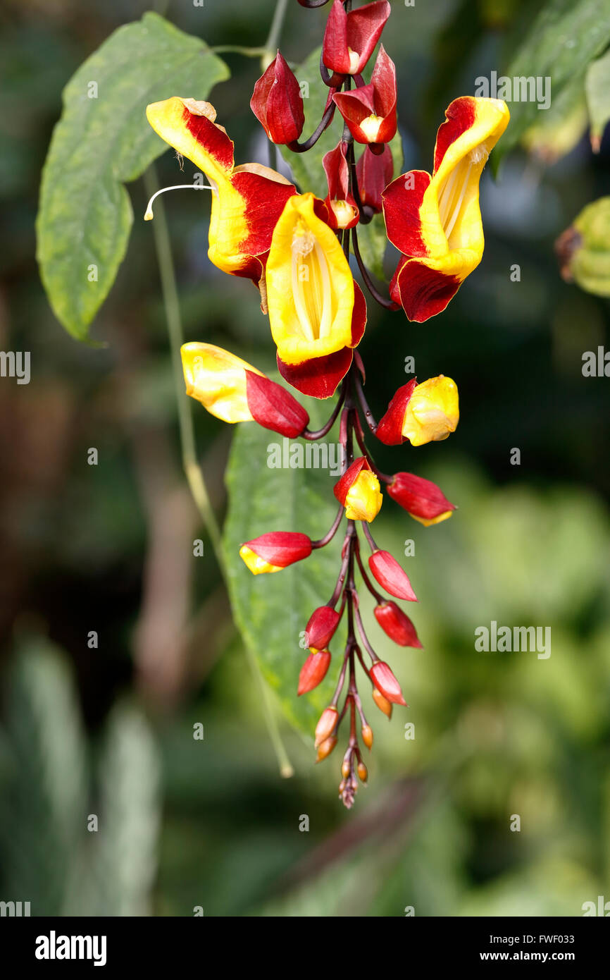 Tropical red and yellow clock vine, Thunbergia mysorensis, growing in ...