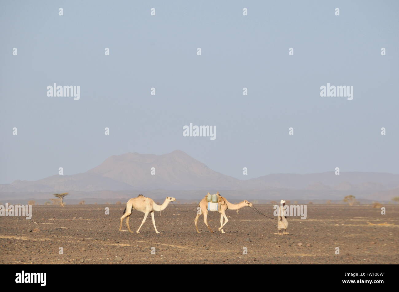 Bayuda desert bisharin hi-res stock photography and images - Alamy