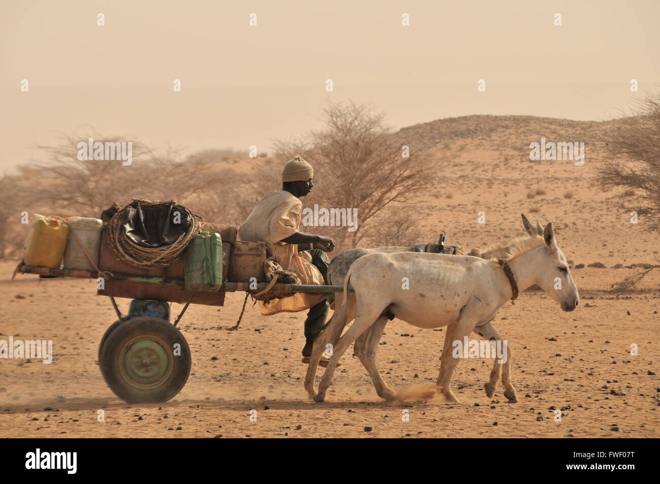 Naqa, Nomad man with donkey cart carrying water containers Stock Photo ...