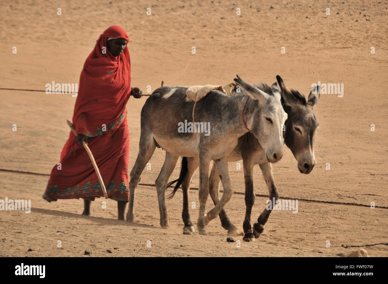 Pulling donkey hi-res stock photography and images - Alamy