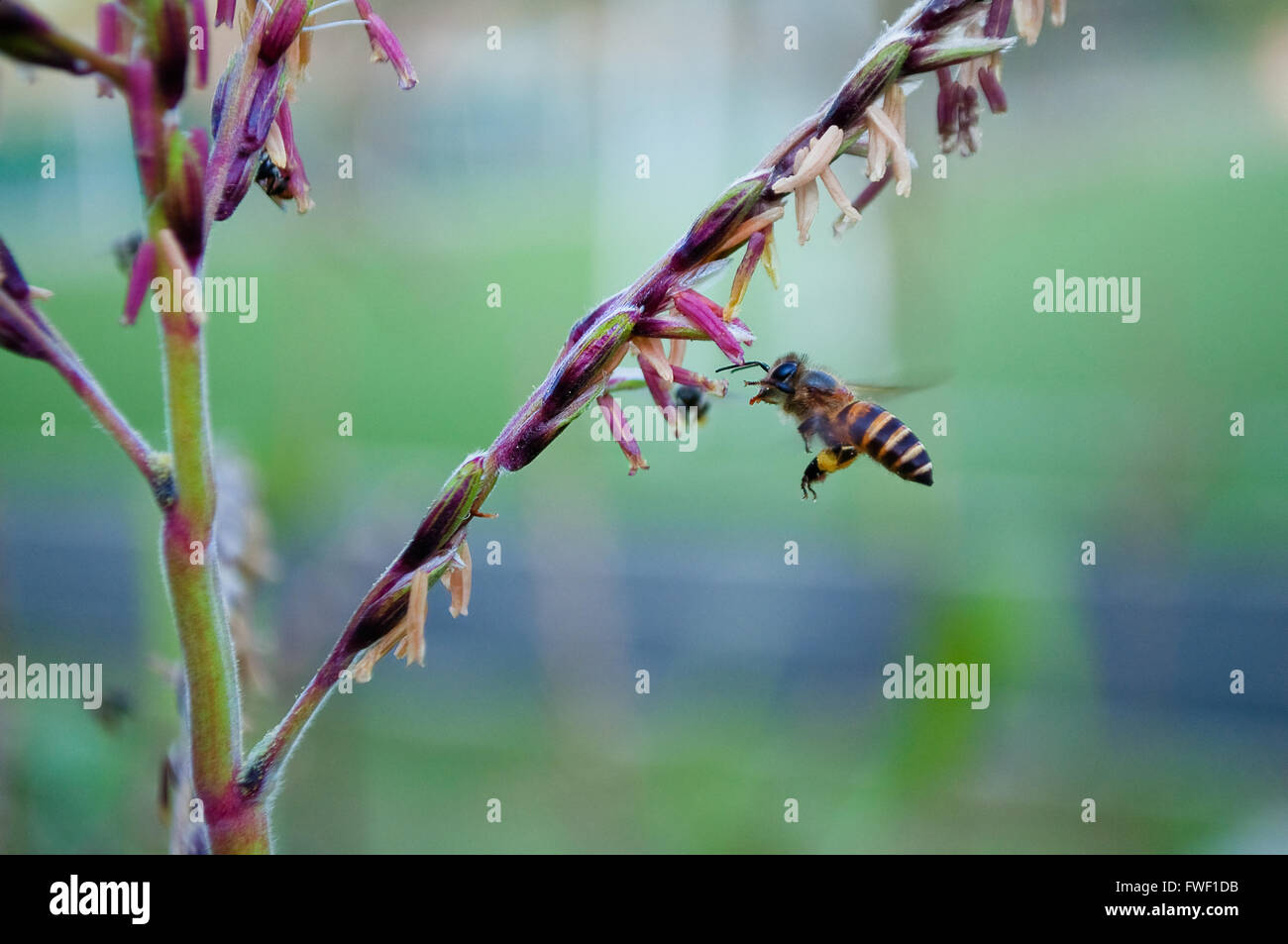 A worker bee approaching corn flower to collect pollen in one summer ...