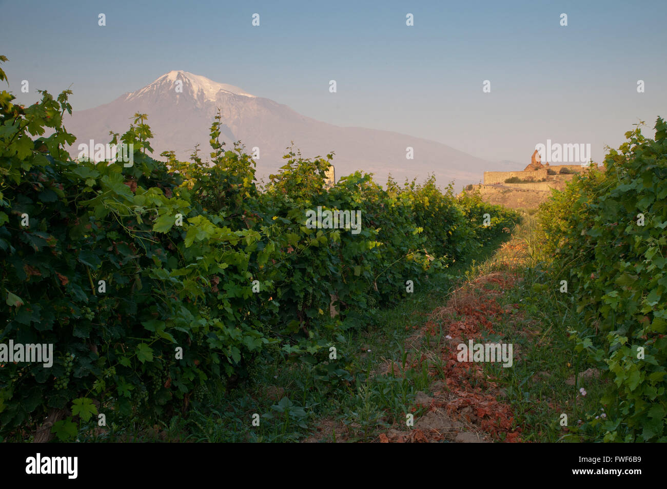 Khor virap vineyards hi-res stock photography and images - Alamy