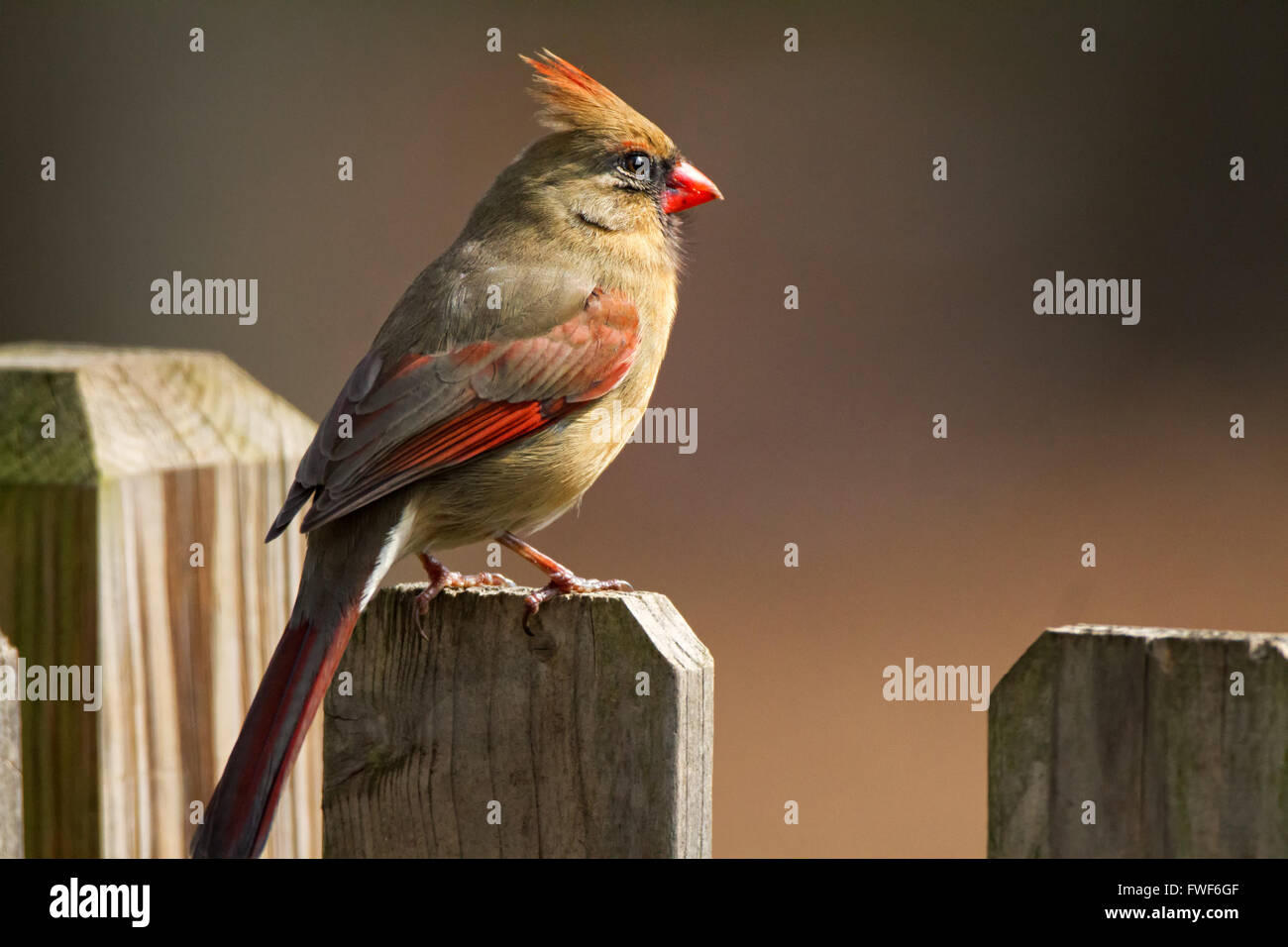 Female cardinal hi-res stock photography and images - Alamy