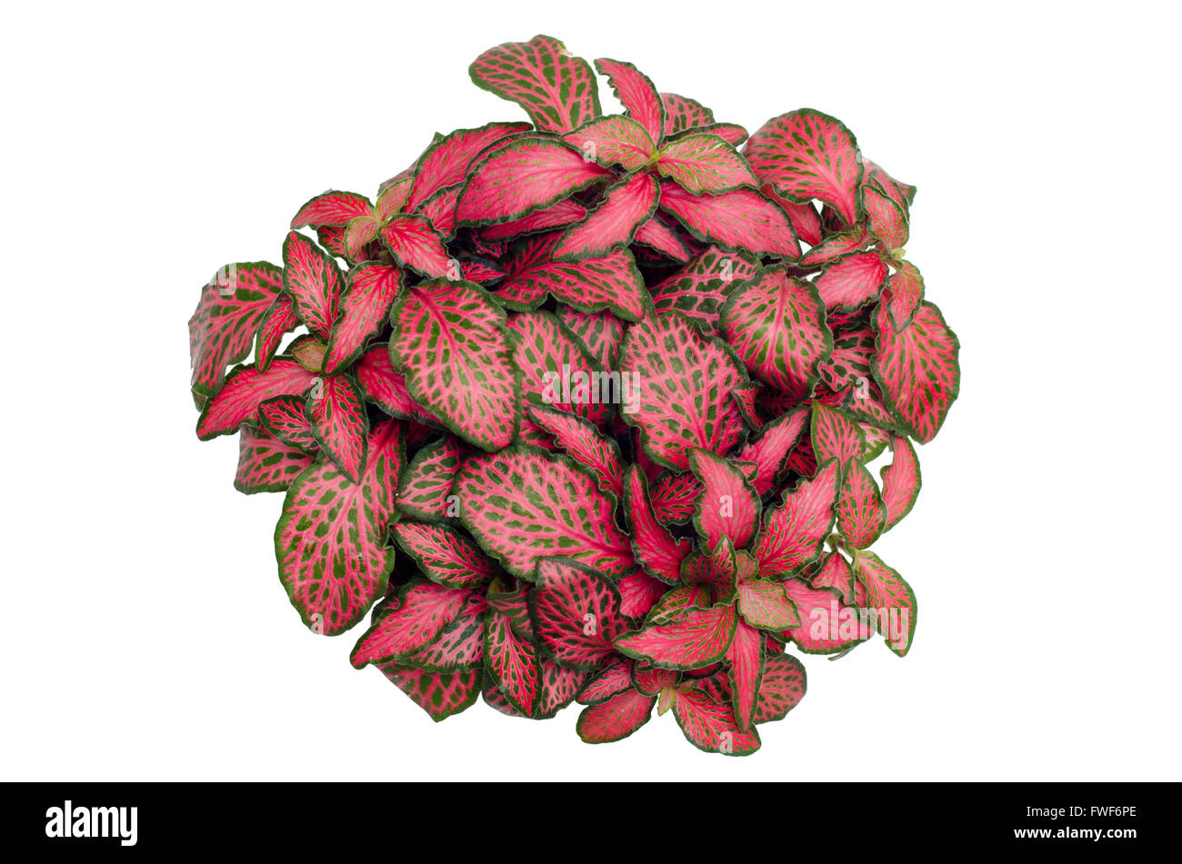Episcia leaf isolated on white background Stock Photo - Alamy