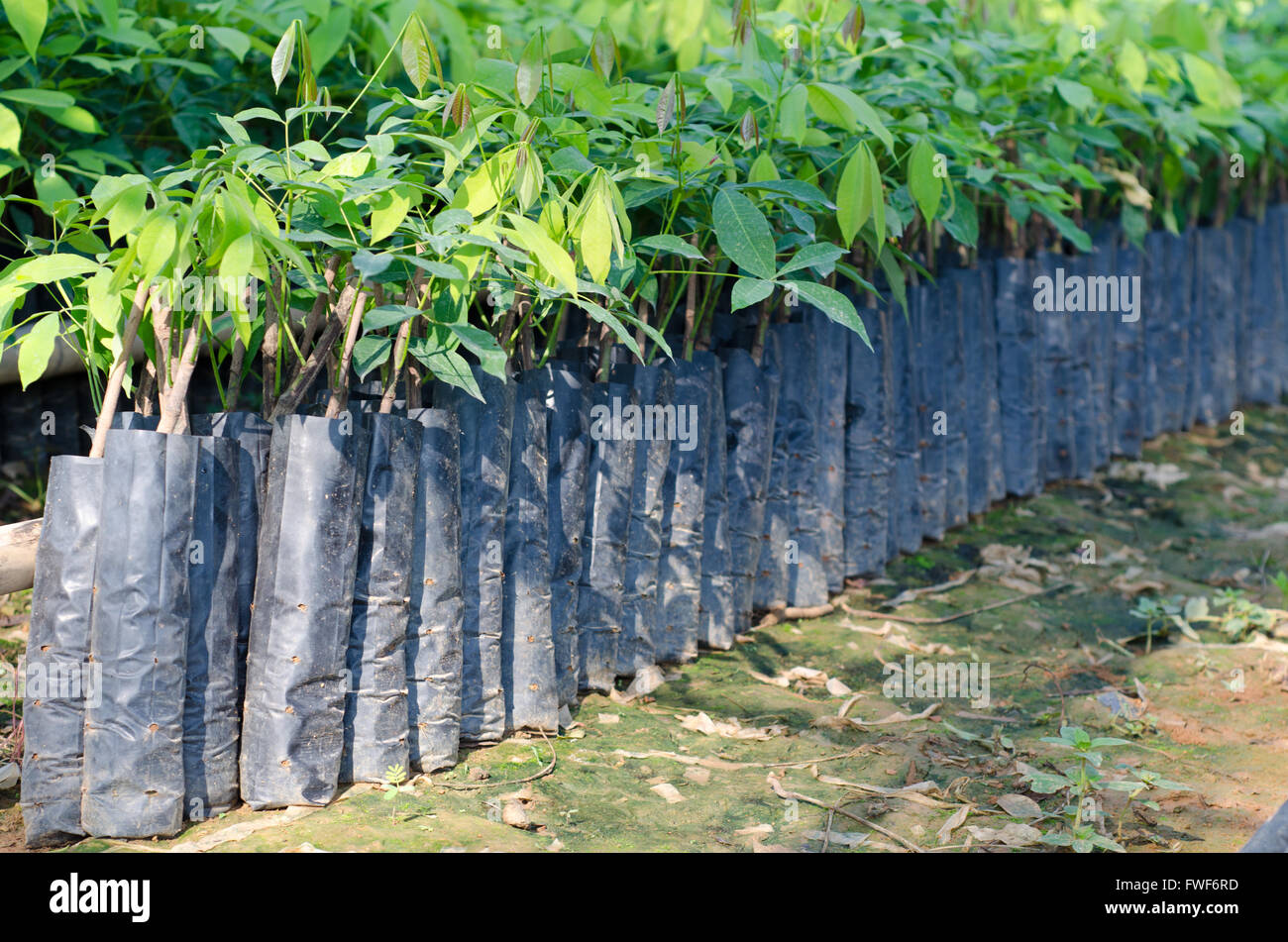 Rubber tree hi-res stock photography and images - Alamy