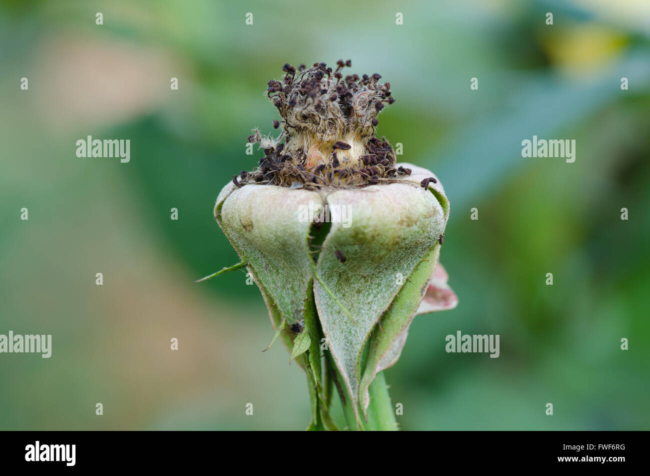 Roses on photo hi-res stock photography and images - Alamy