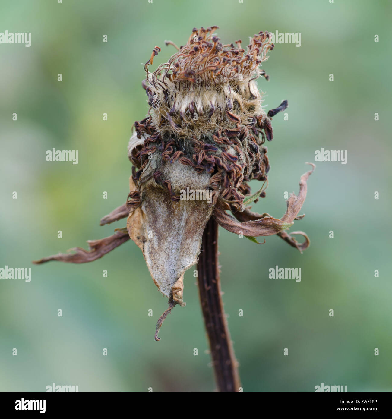 dry pollen roses on tree Stock Photo - Alamy