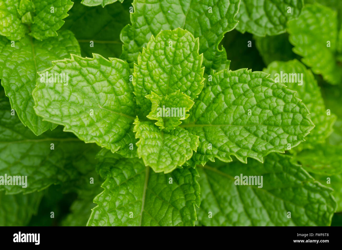 Organic peppermint hi-res stock photography and images - Alamy
