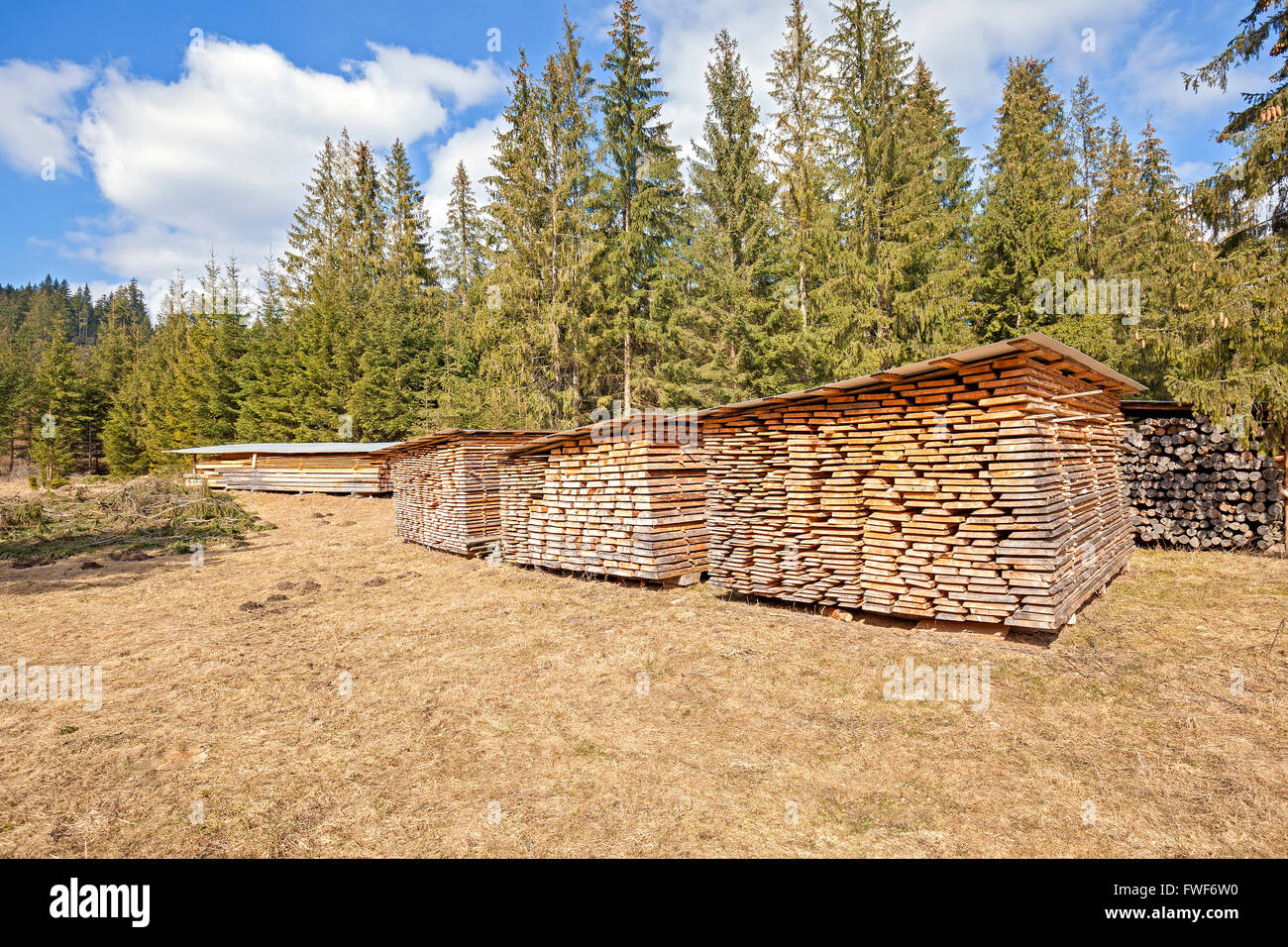 Lumberyard with canopied boards piles in a pine forest in spring Stock ...