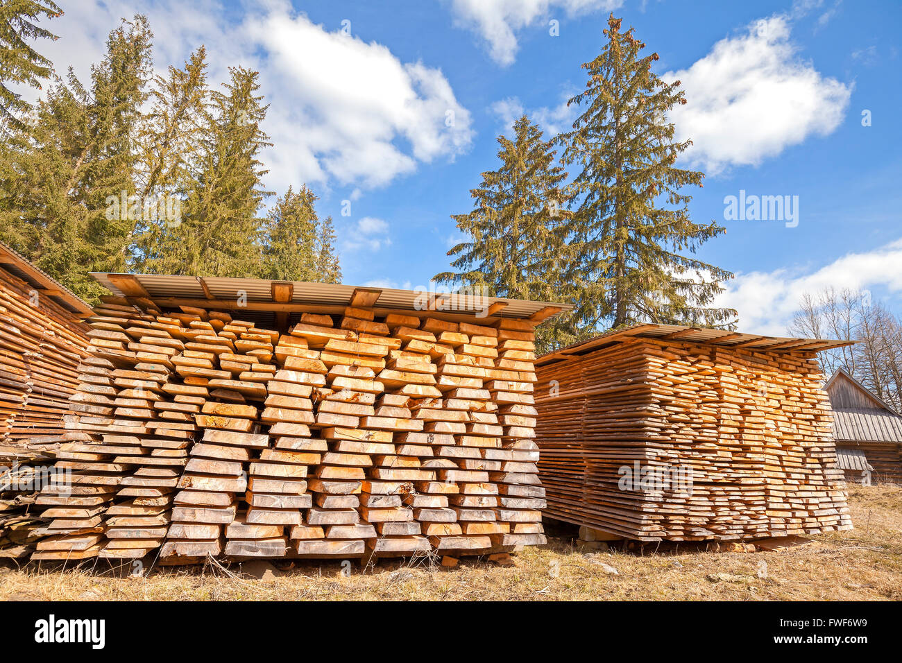 Lumberyard with canopied boards piles in a pine forest in spring Stock ...