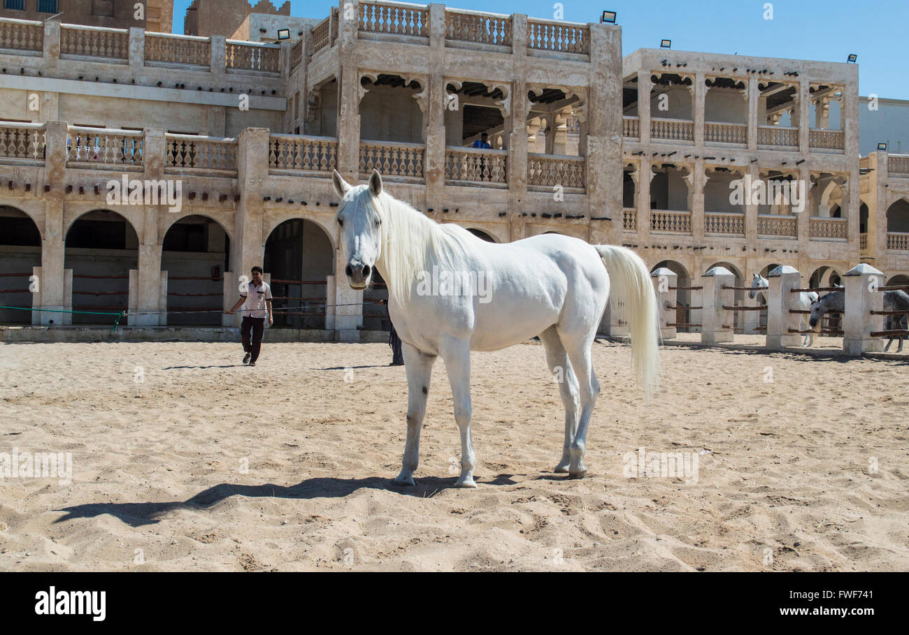 White arabian horse hi-res stock photography and images - Alamy