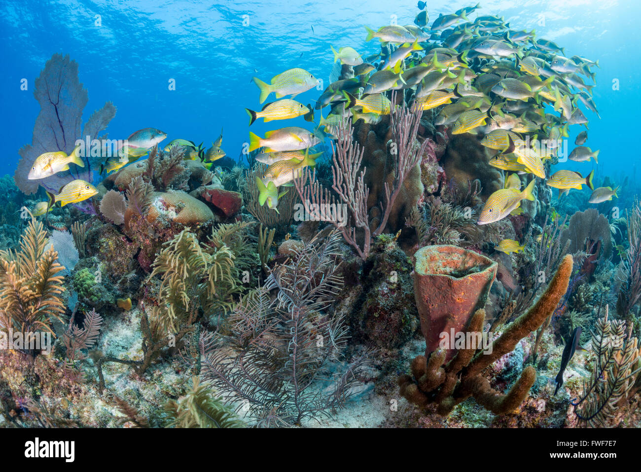 Cuba marine life hi-res stock photography and images - Alamy