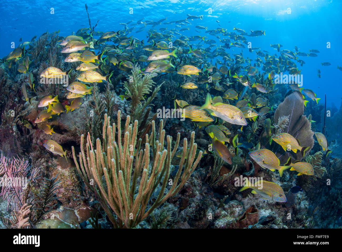 Cuba marine life hi-res stock photography and images - Alamy