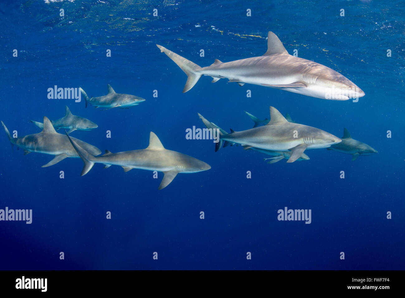 Blue Reef Shark High Resolution Stock Photography and Images - Alamy