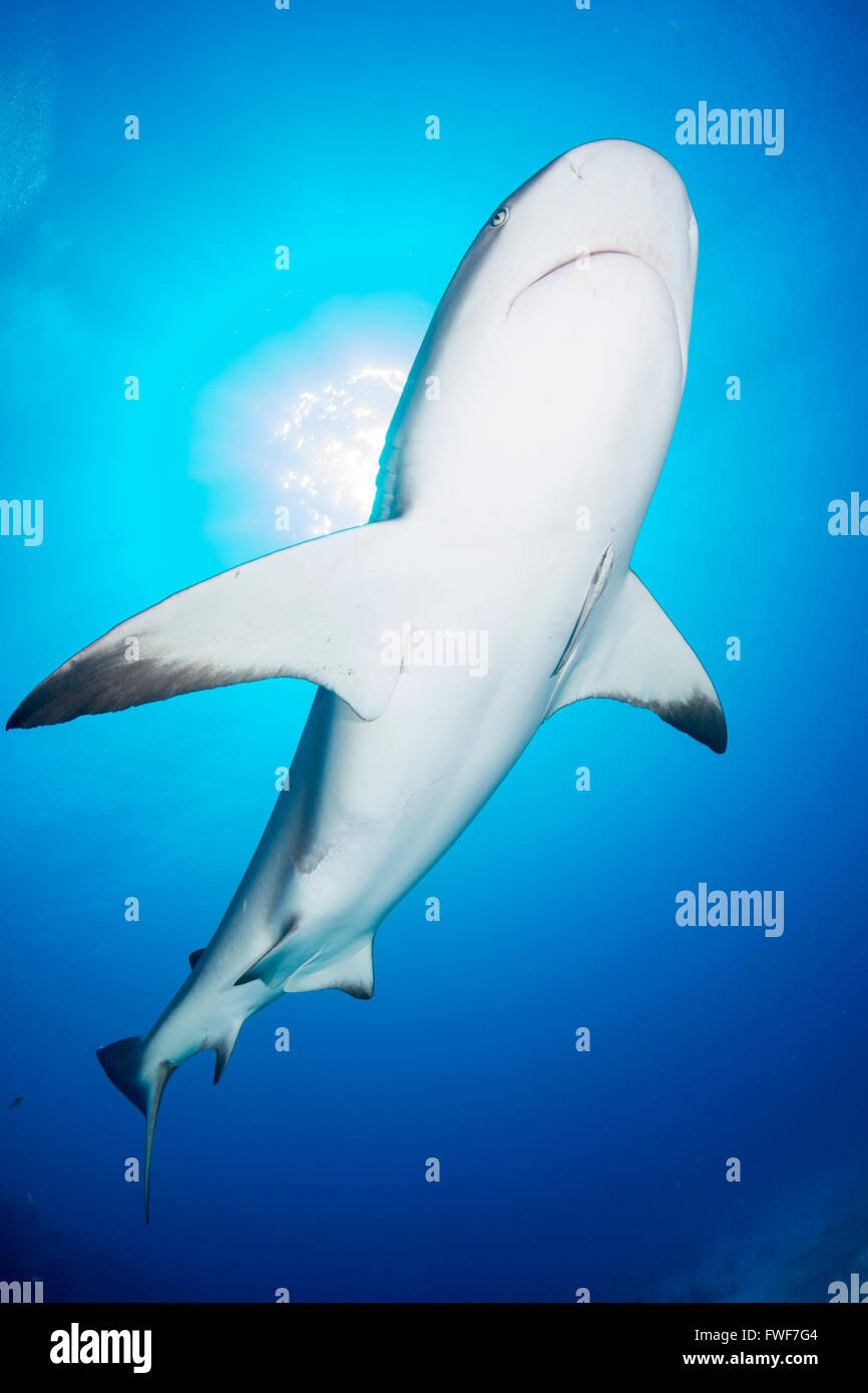 Caribbean reef sharks cuba hi-res stock photography and images - Alamy