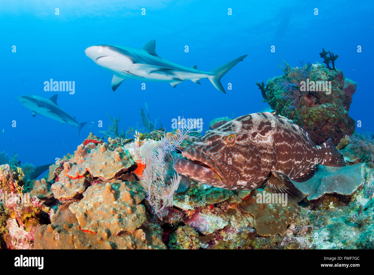 Caribbean reef sharks, Carcharhinus perezi, Jardines de la Reina, Cuba ...