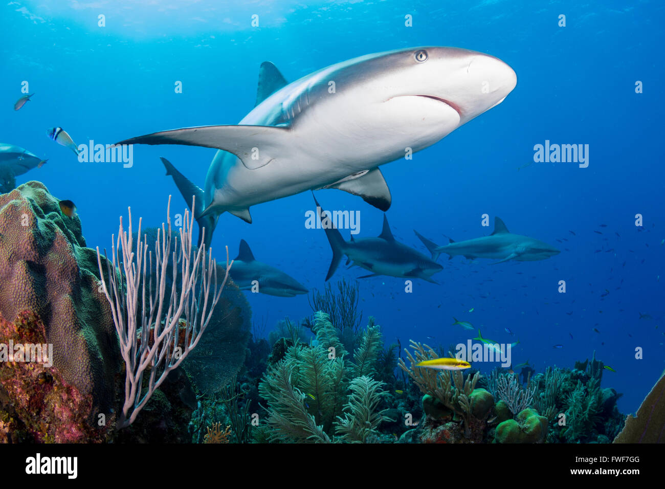 Caribbean reef sharks, Carcharhinus perezi, Jardines de la Reina, Cuba ...