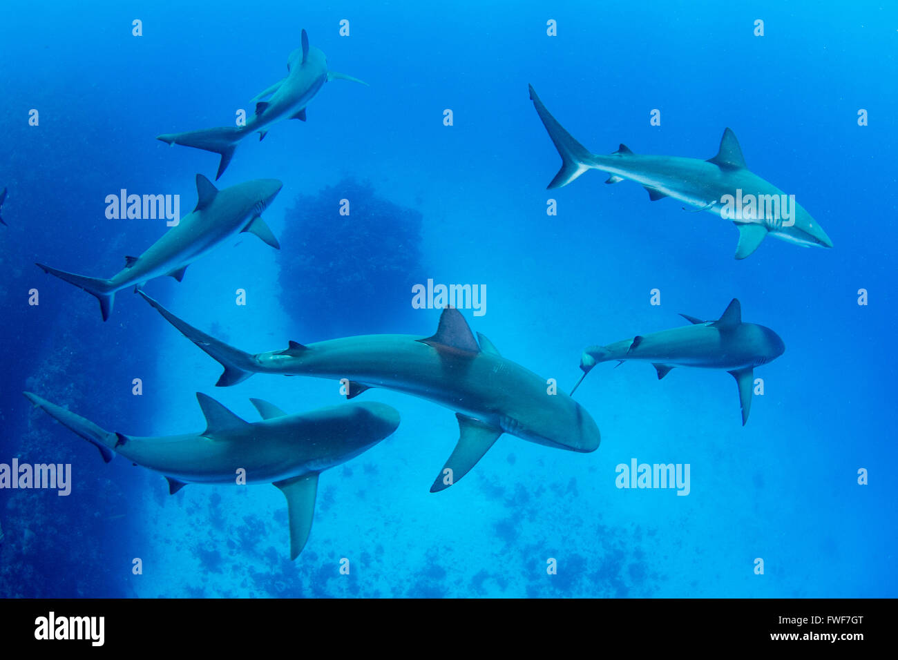 Caribbean reef sharks, Carcharhinus perezi, Jardines de la Reina, Cuba ...
