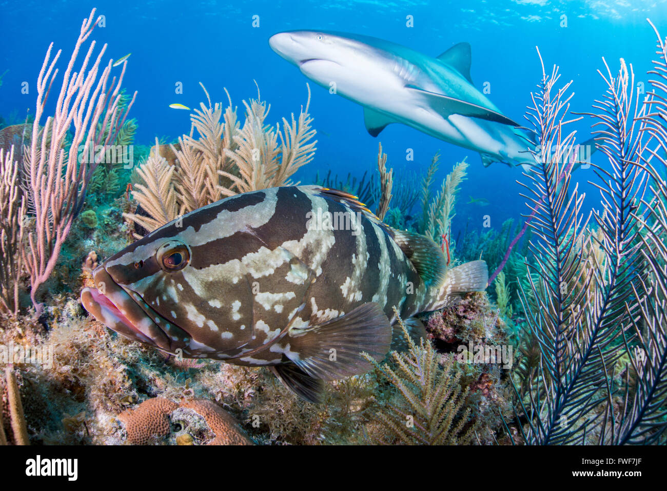 Caribbean reef shark and nassau grouper, Carcharhinus perezi, Jardines ...