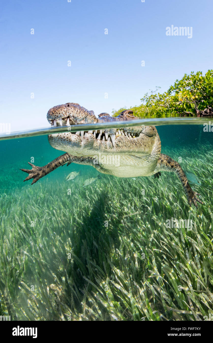 Saltwater crocodile underwater hi-res stock photography and images - Alamy