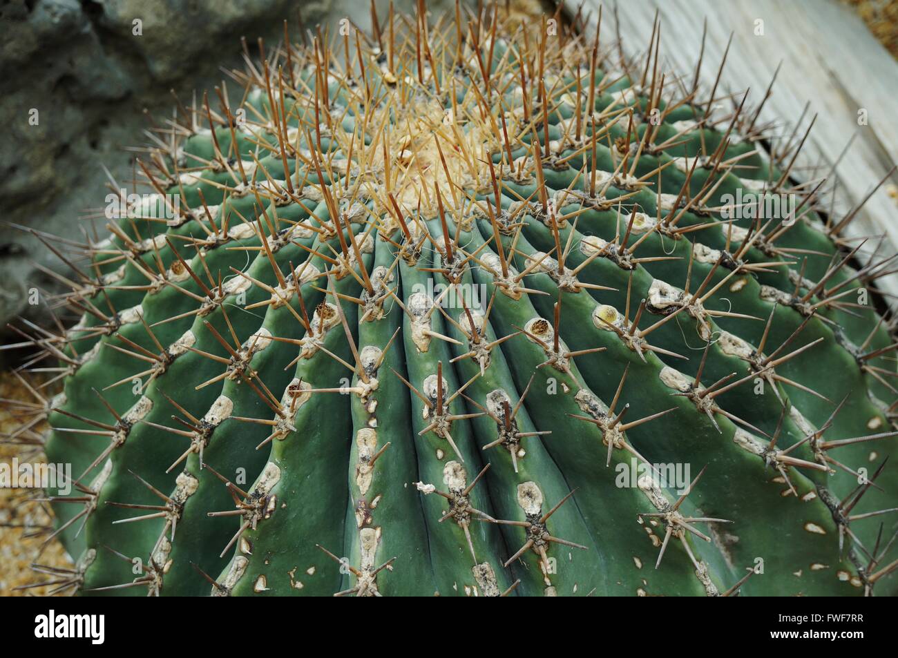 Spiny Barrel Cactus plant (Echinocactus Stock Photo - Alamy