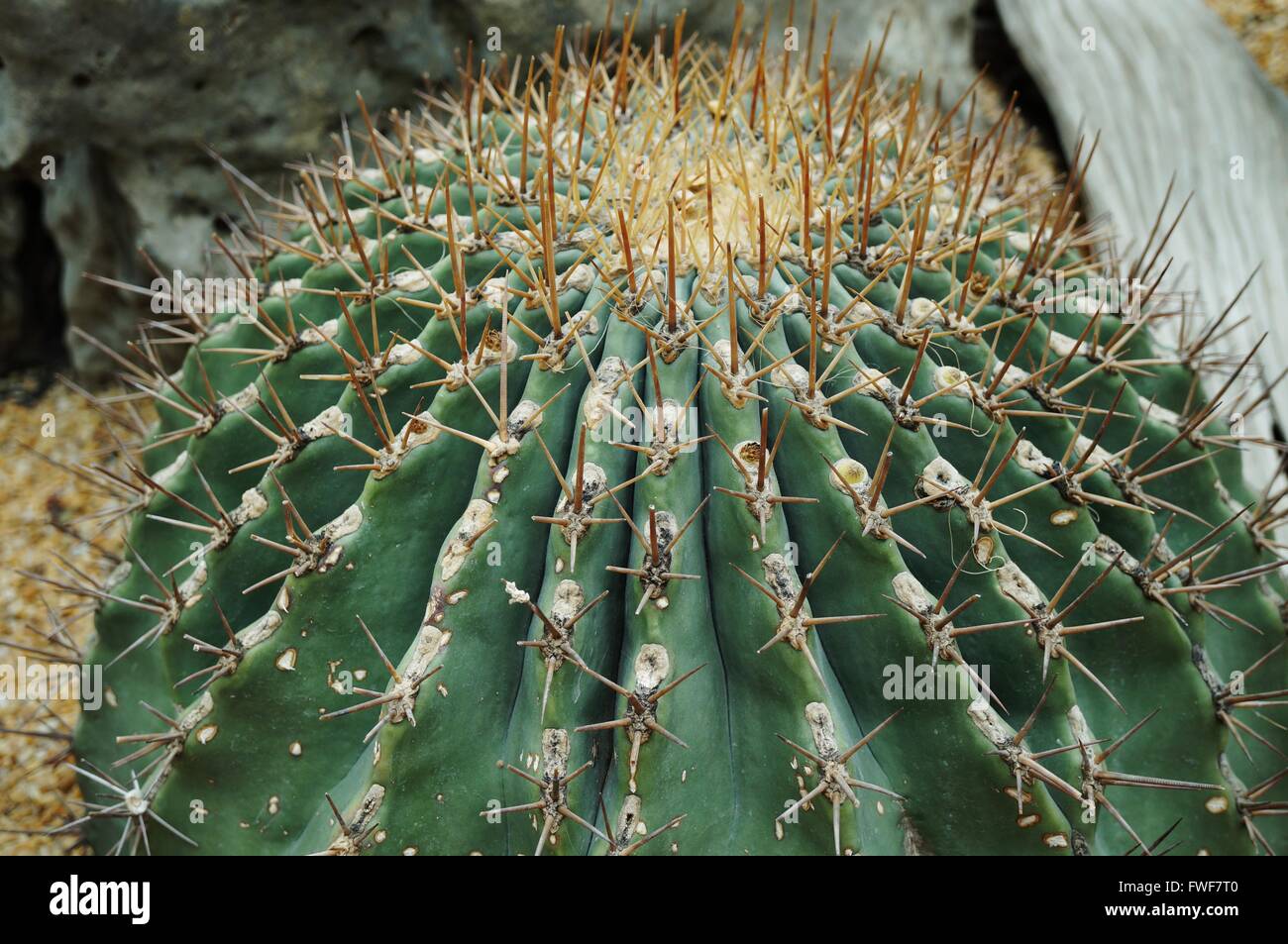 Spiny Barrel Cactus plant (Echinocactus Stock Photo - Alamy