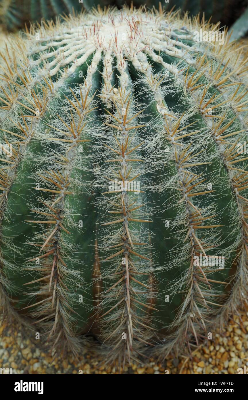 Spiny Barrel Cactus plant (Echinocactus Stock Photo - Alamy