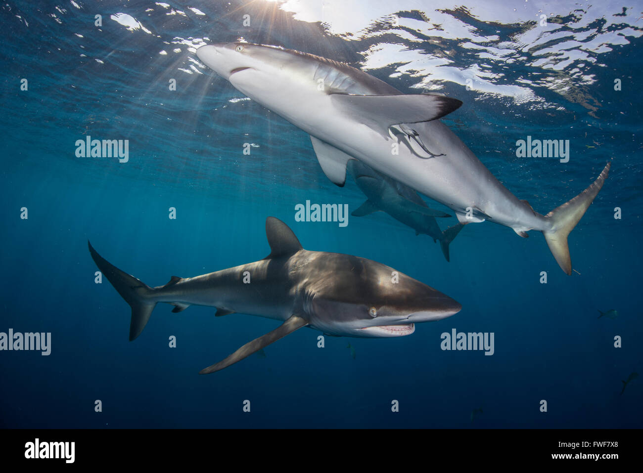 Silky sharks, Carcharhinus falciformis, Jardines de la Reina, Cuba ...