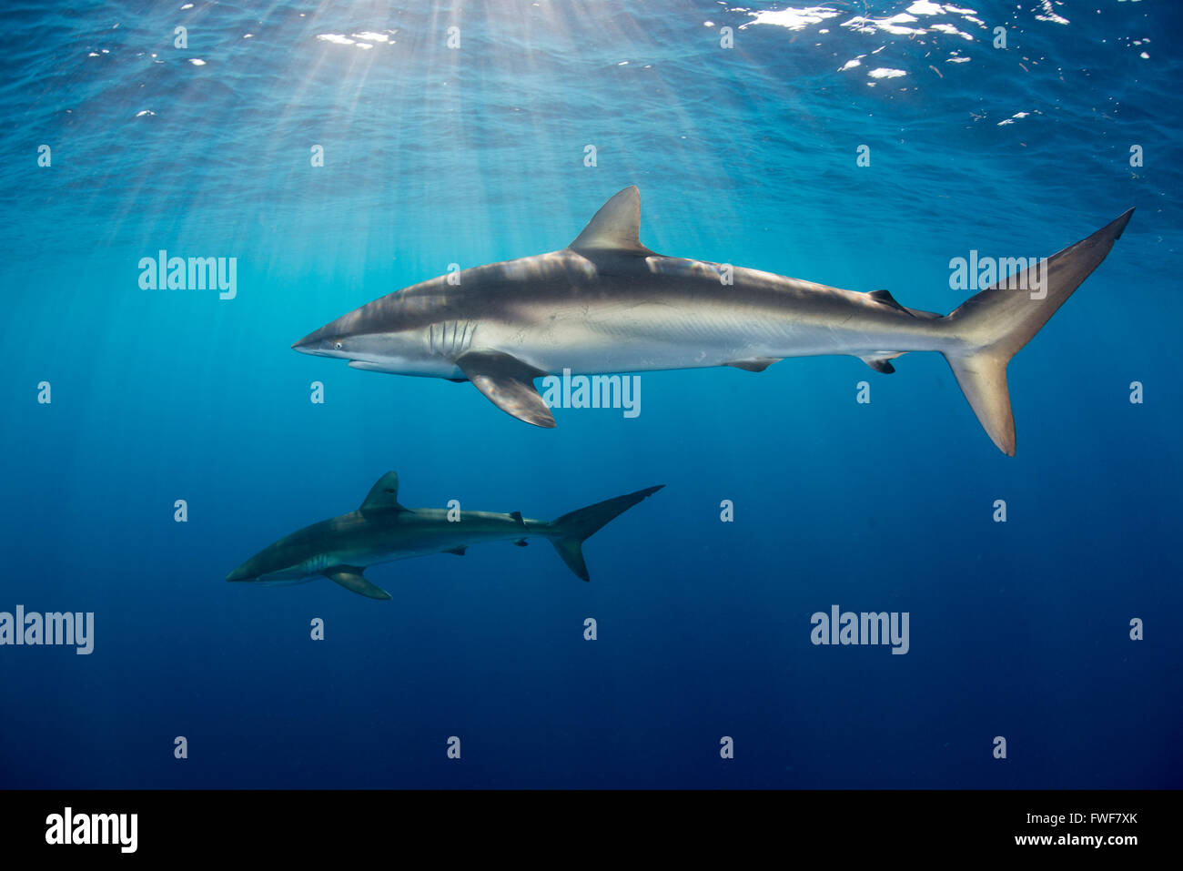 Silky sharks, Carcharhinus falciformis, Jardines de la Reina, Cuba ...