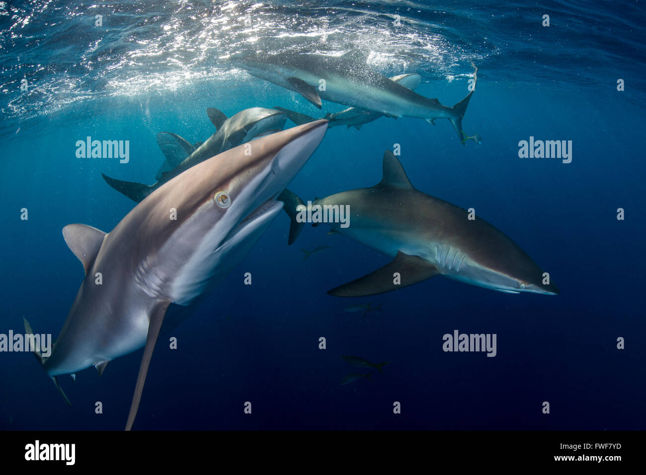 Silky sharks, Carcharhinus falciformis, Jardines de la Reina, Cuba ...