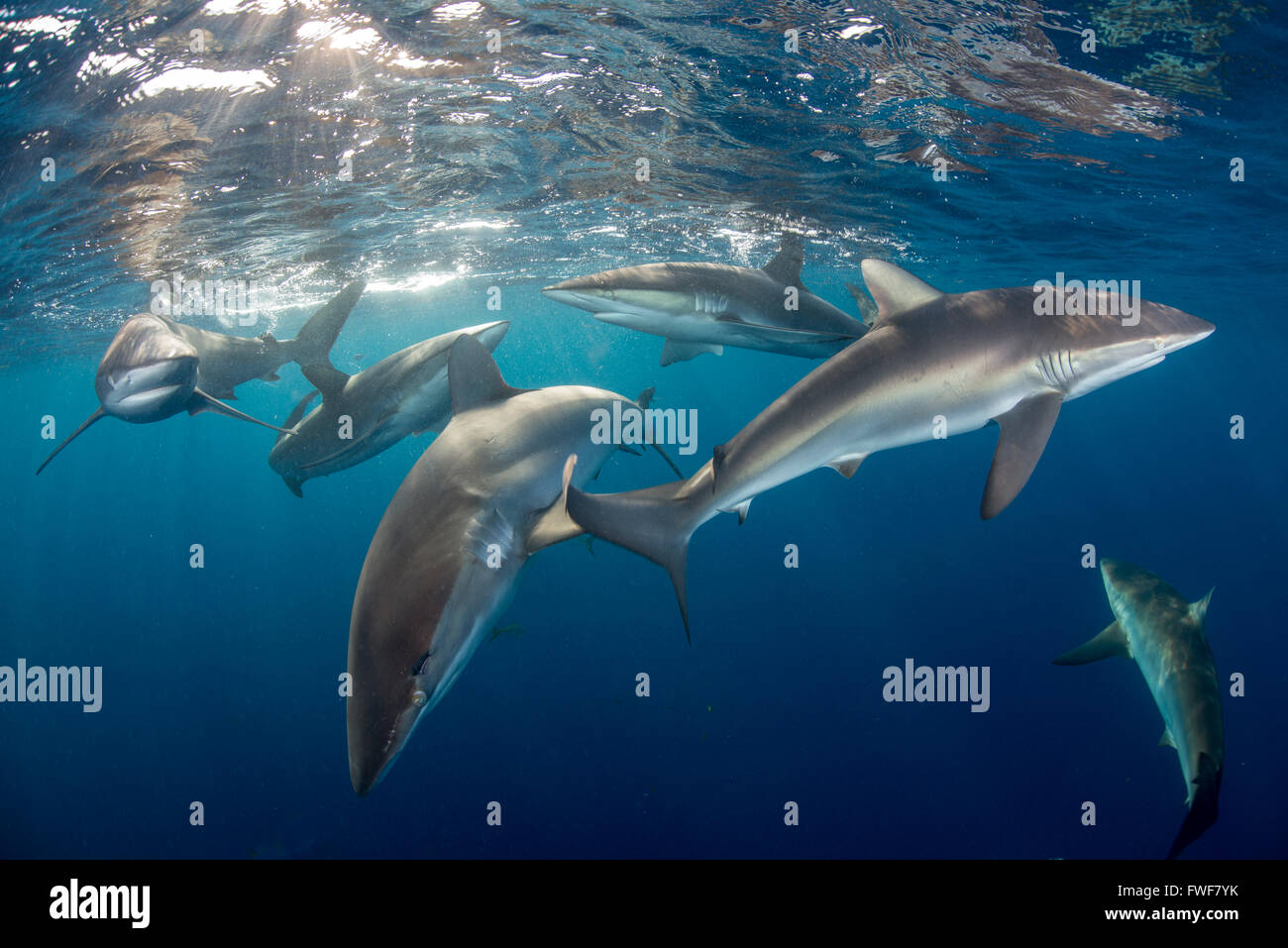 Silky sharks, Carcharhinus falciformis, Jardines de la Reina, Cuba ...