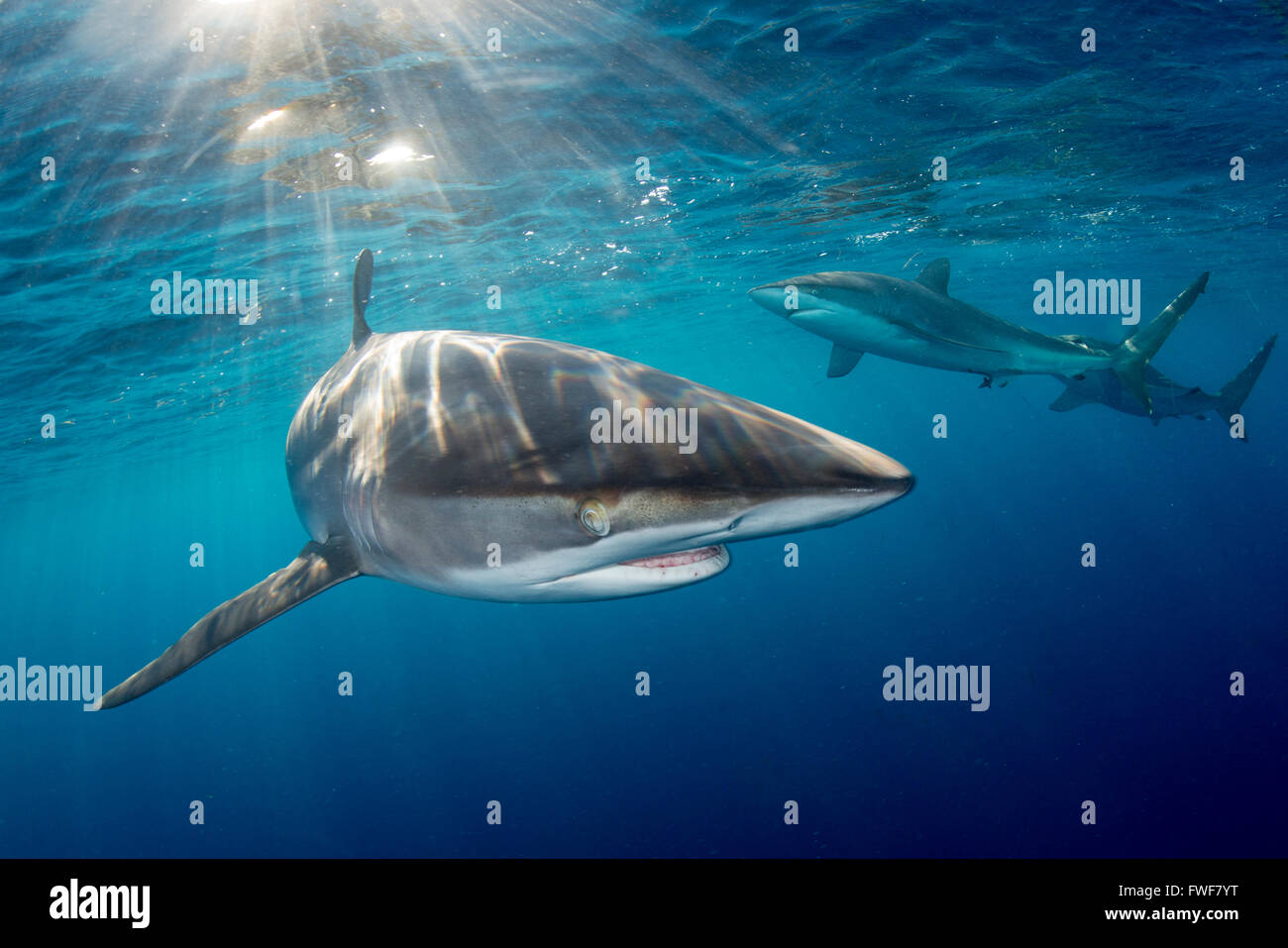Silky sharks, Carcharhinus falciformis, Jardines de la Reina, Cuba ...