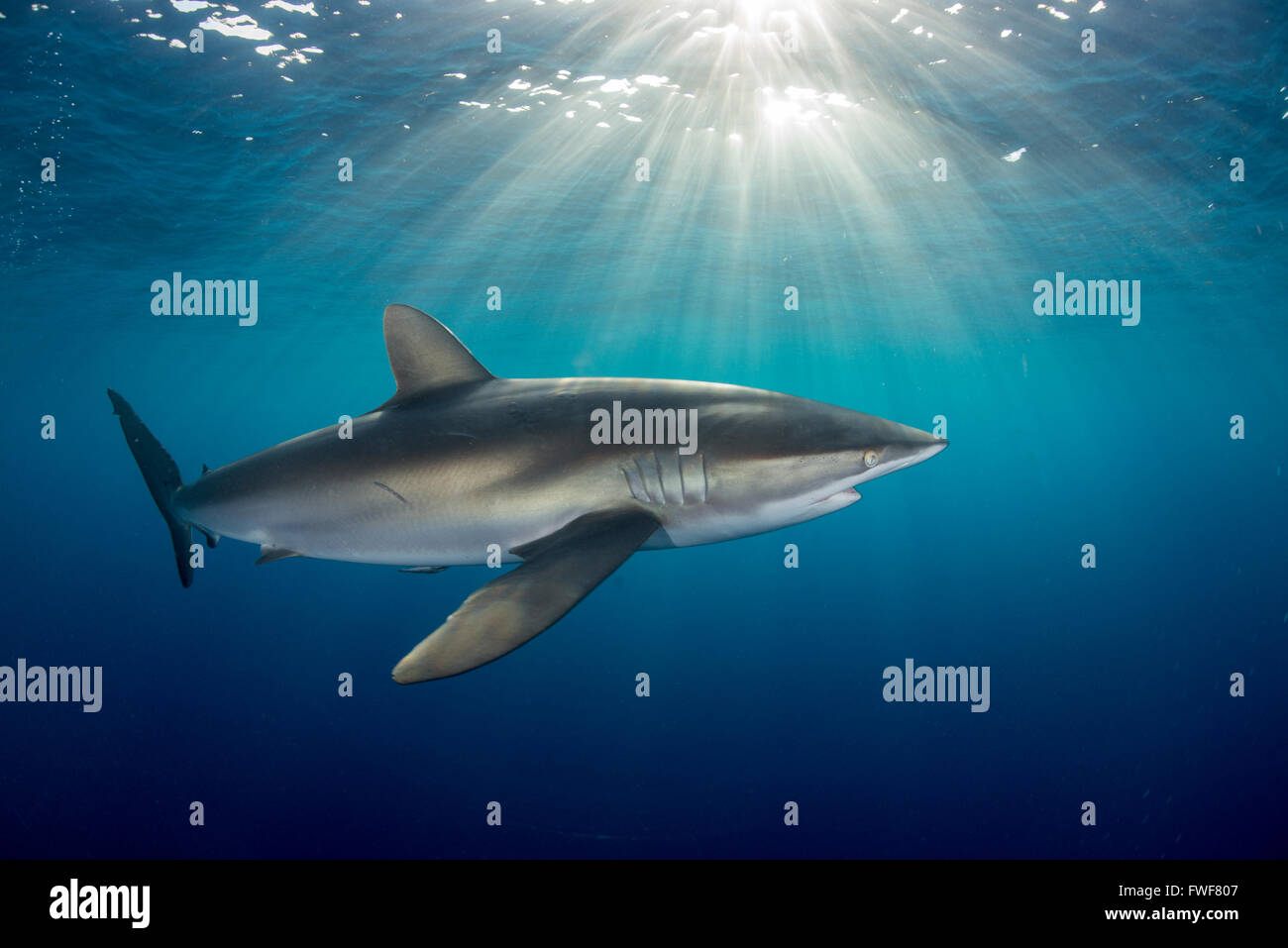 Silky sharks, Carcharhinus falciformis, Jardines de la Reina, Cuba ...