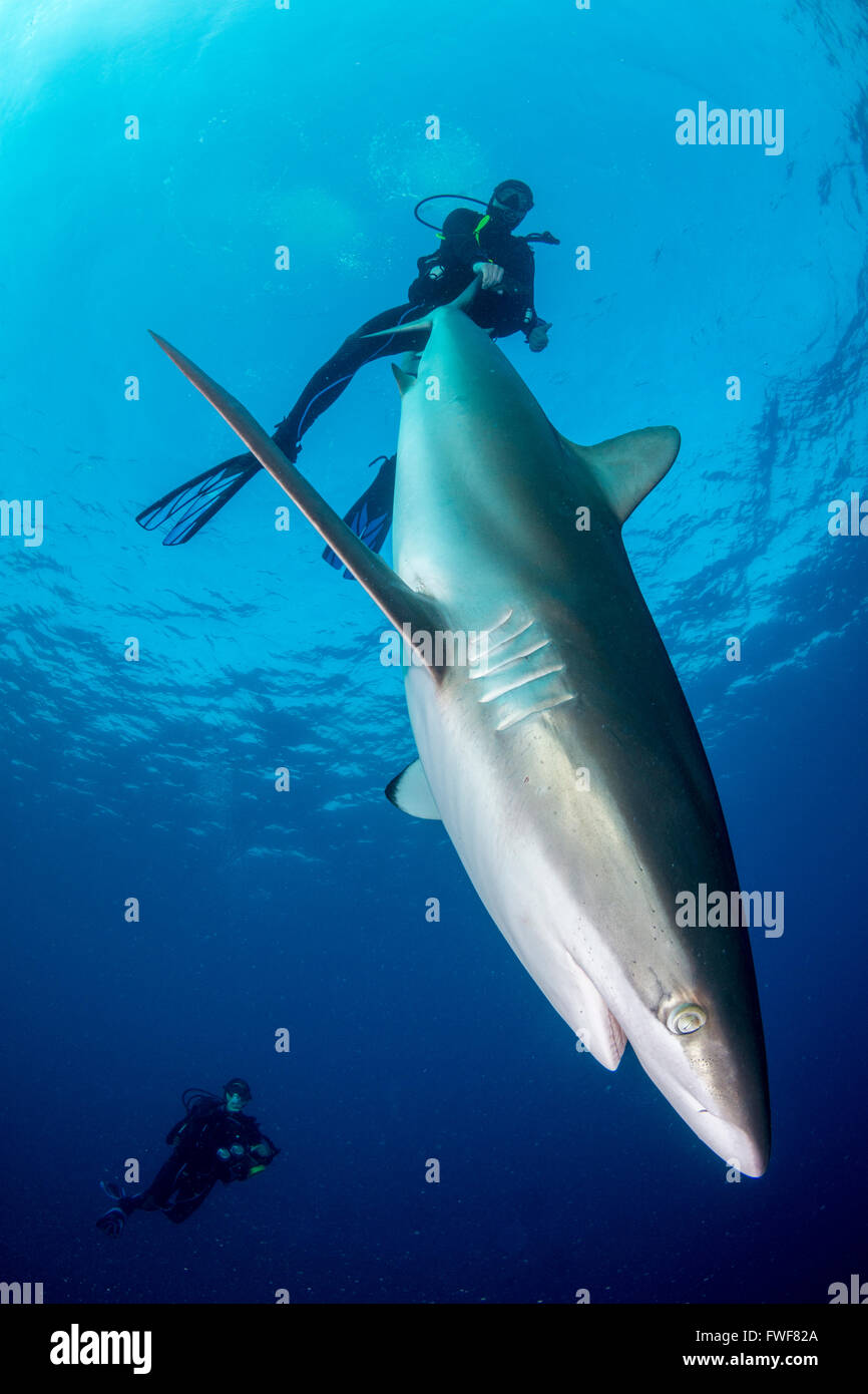 Silky sharks, Carcharhinus falciformis, Jardines de la Reina, Cuba ...