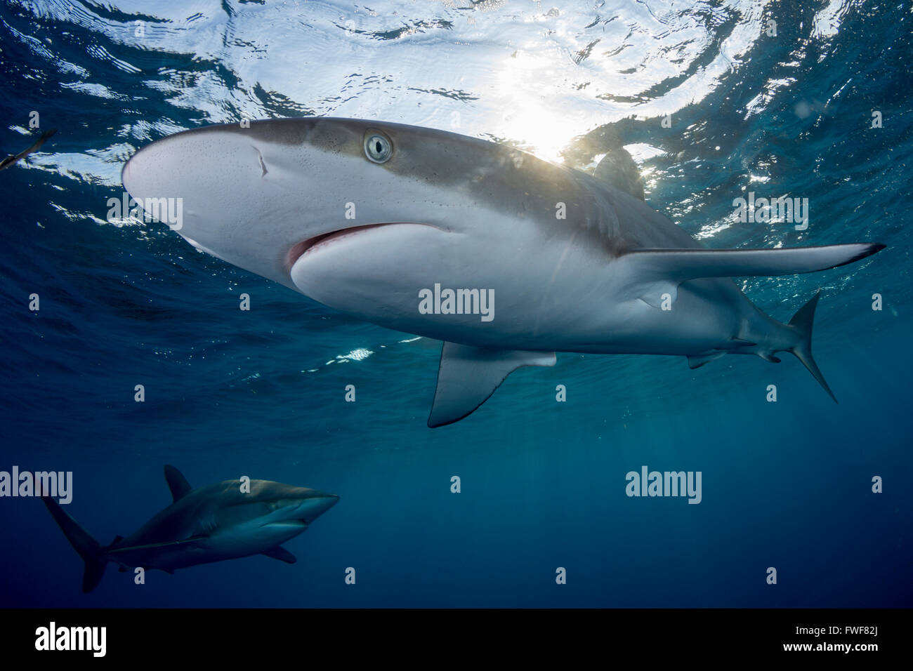 Silky sharks, Carcharhinus falciformis, Jardines de la Reina, Cuba ...
