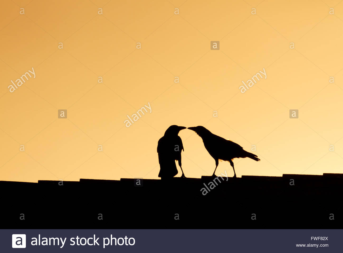 Raven Silhouette Stock Photos & Raven Silhouette Stock Images - Alamy