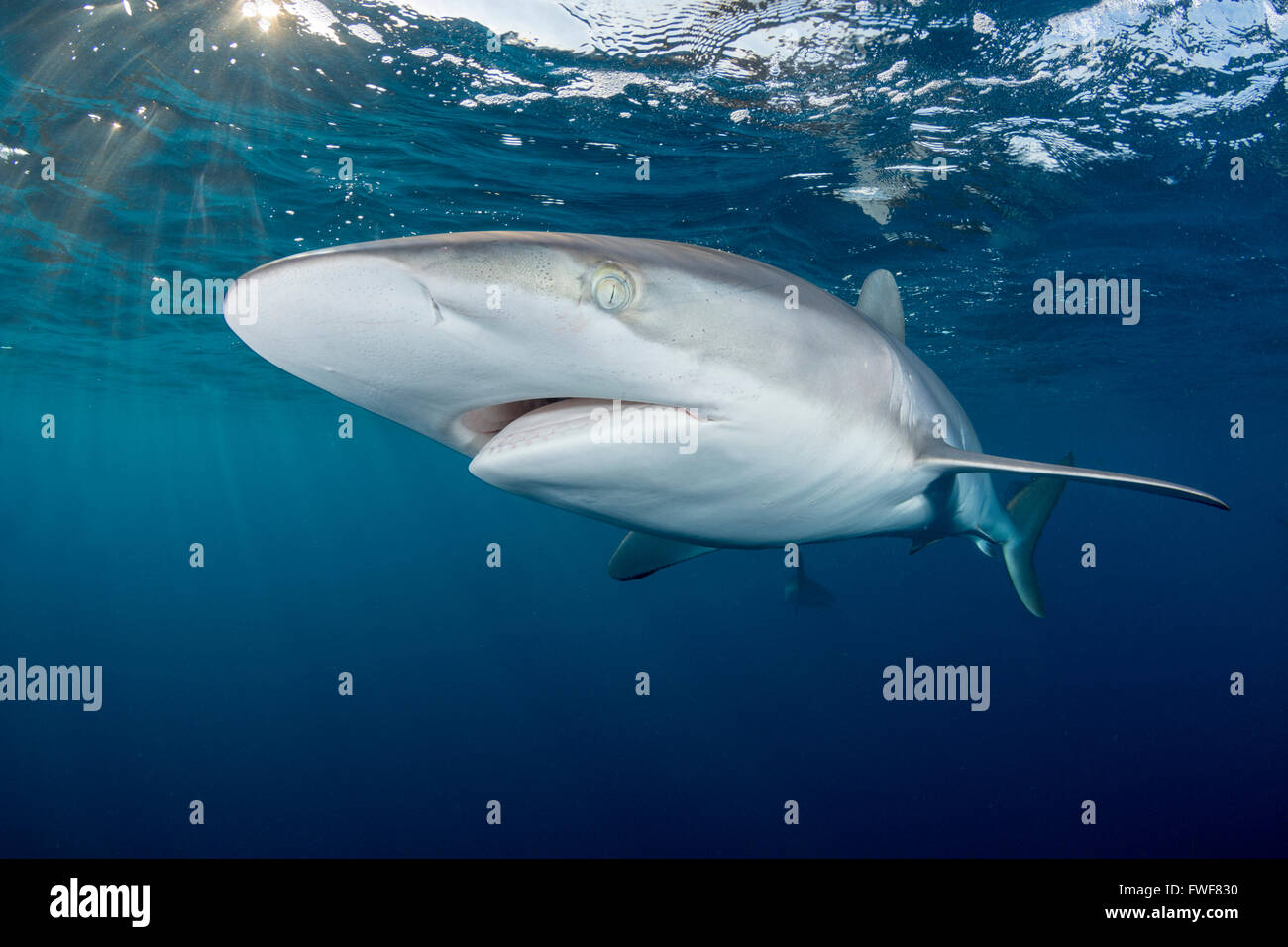 Silky sharks, Carcharhinus falciformis, Jardines de la Reina, Cuba ...