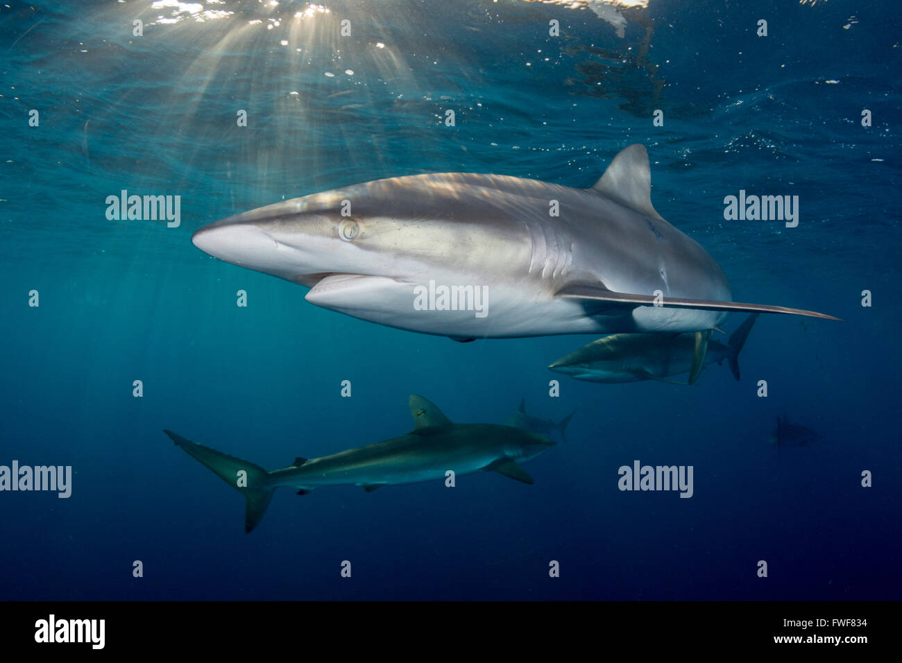Silky sharks, Carcharhinus falciformis, Jardines de la Reina, Cuba ...