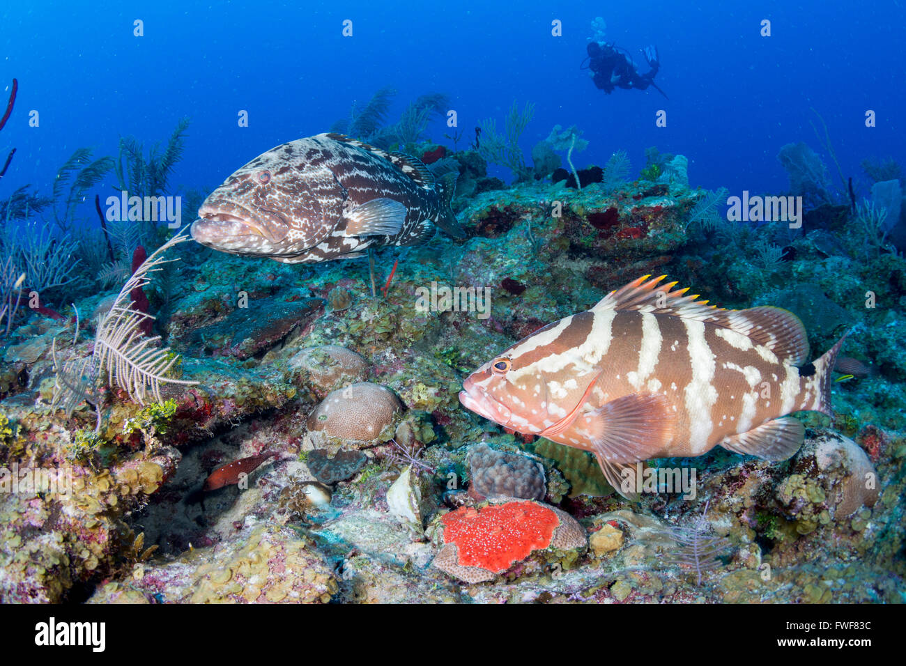 Tiger grouper, Mycteroperca tigris, Jardines de la Reina, Cuba ...
