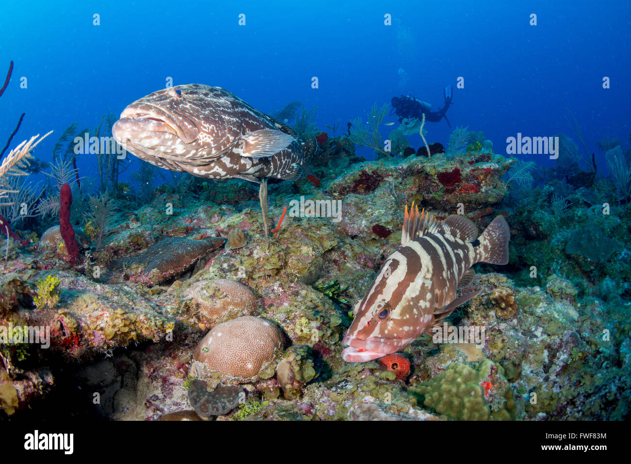 Tiger grouper, Mycteroperca tigris, Jardines de la Reina, Cuba ...