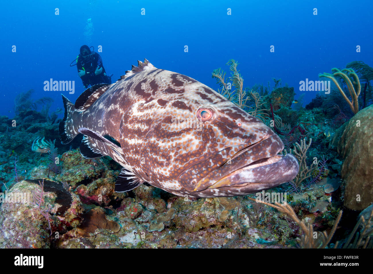 Tiger grouper, Mycteroperca tigris, Jardines de la Reina, Cuba ...