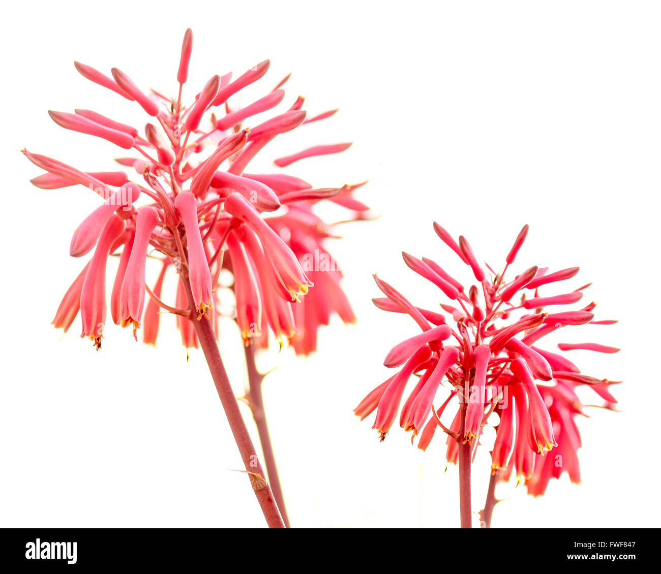 Arizona aloe hi-res stock photography and images - Alamy