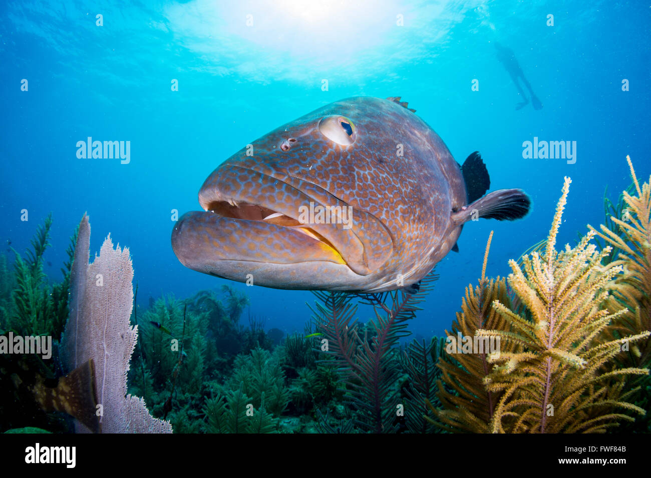 Tiger grouper, Mycteroperca tigris, Jardines de la Reina, Cuba ...