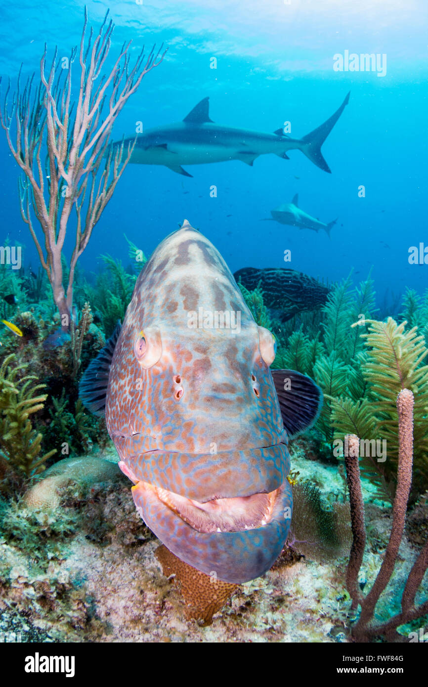 Tiger grouper, Mycteroperca tigris, Jardines de la Reina, Cuba ...