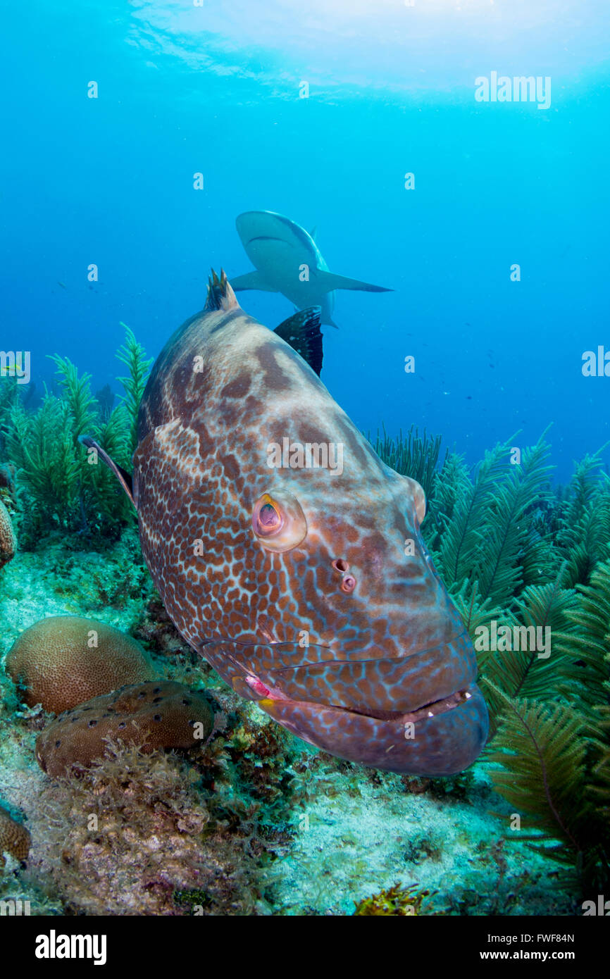 Tiger grouper mycteroperca tigris hi-res stock photography and images ...