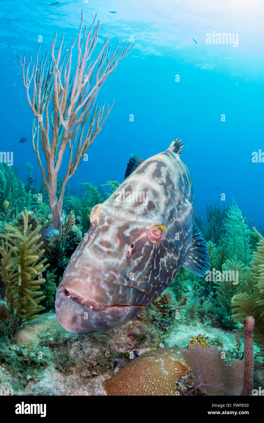 Tiger grouper and diver, Mycteroperca tigris, Jardines de la Reina ...