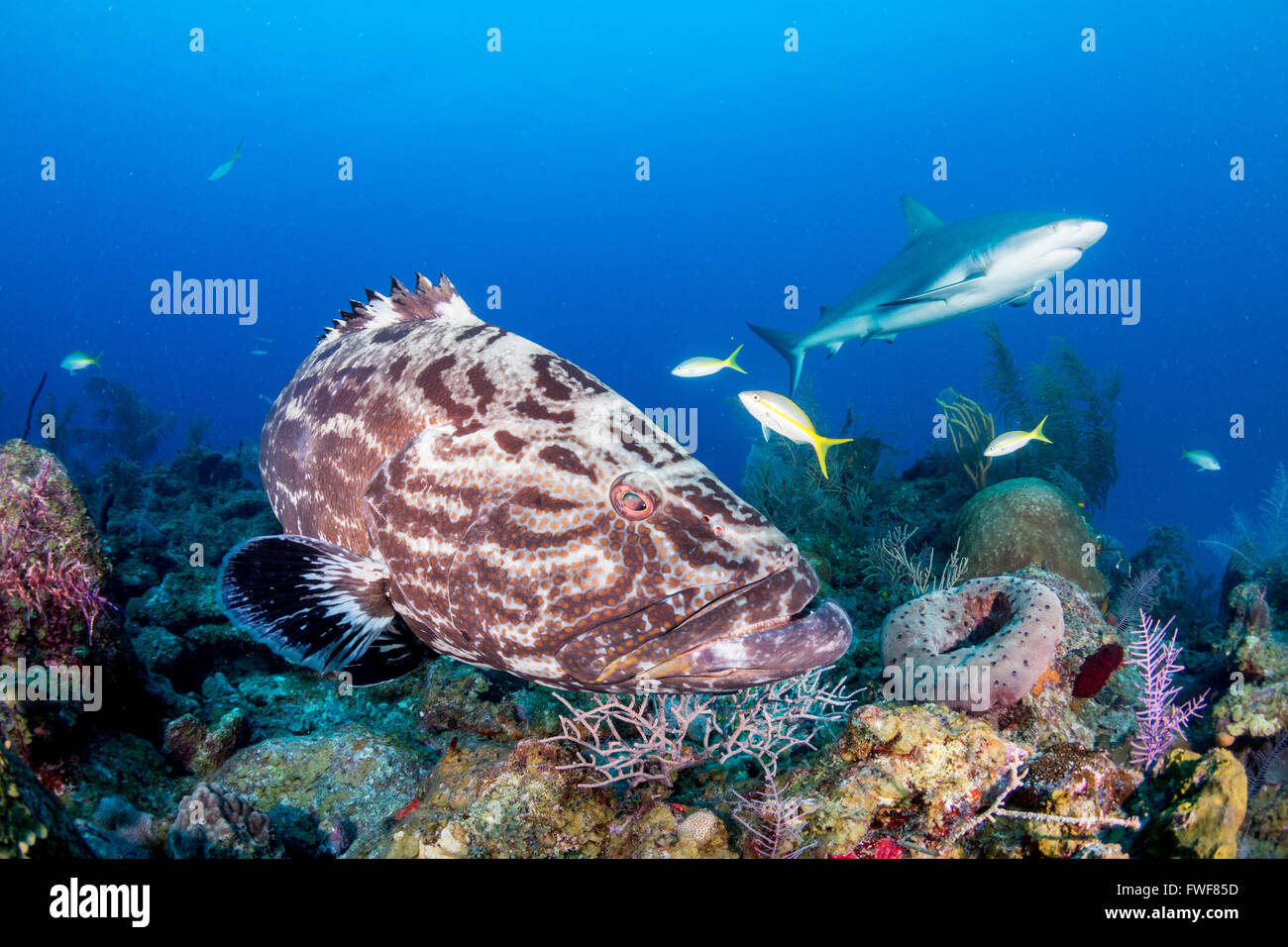Tiger grouper, Mycteroperca tigris, Jardines de la Reina, Cuba ...